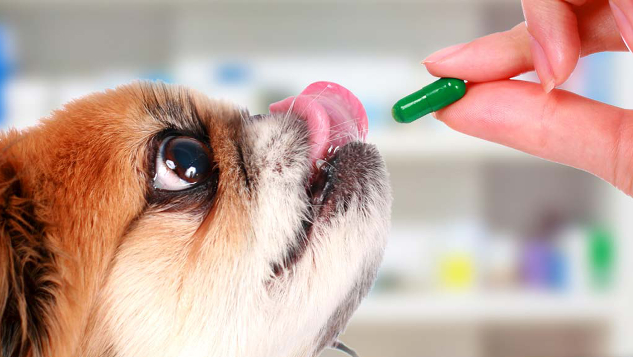 The Veterinary Hospital